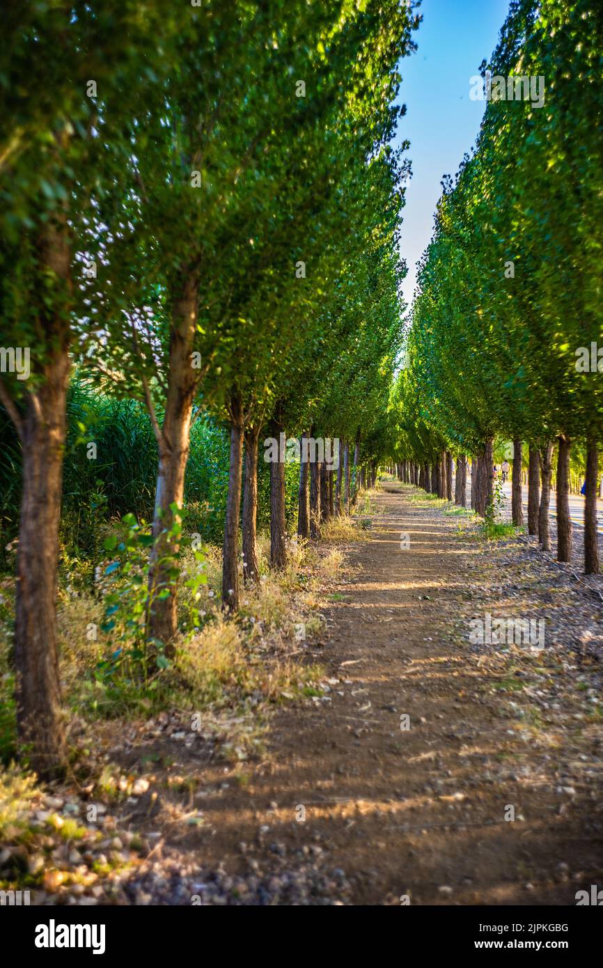 Park road with rows of trees Stock Photo - Alamy