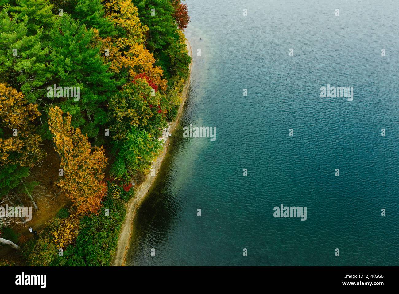 Active lifestyle person swims in a pond along coast with fall foliage ...