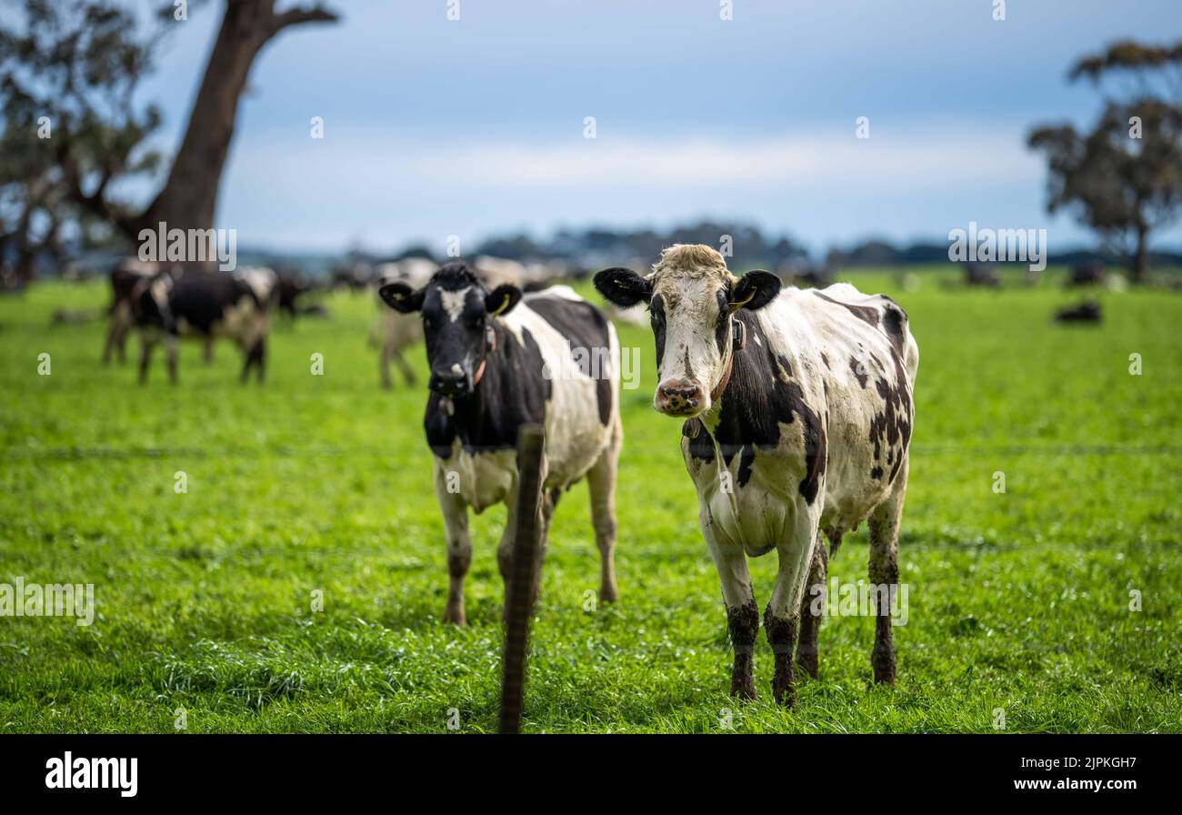 Beef cattle and cows in Australi Stock Photo - Alamy