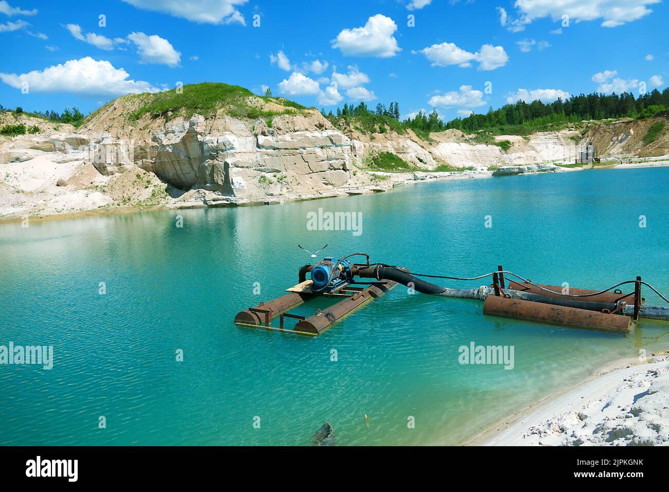 Extremely unusual house. Common gull (Larus canus) built nest on ...