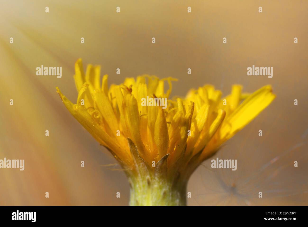Hawk weed hi-res stock photography and images - Alamy