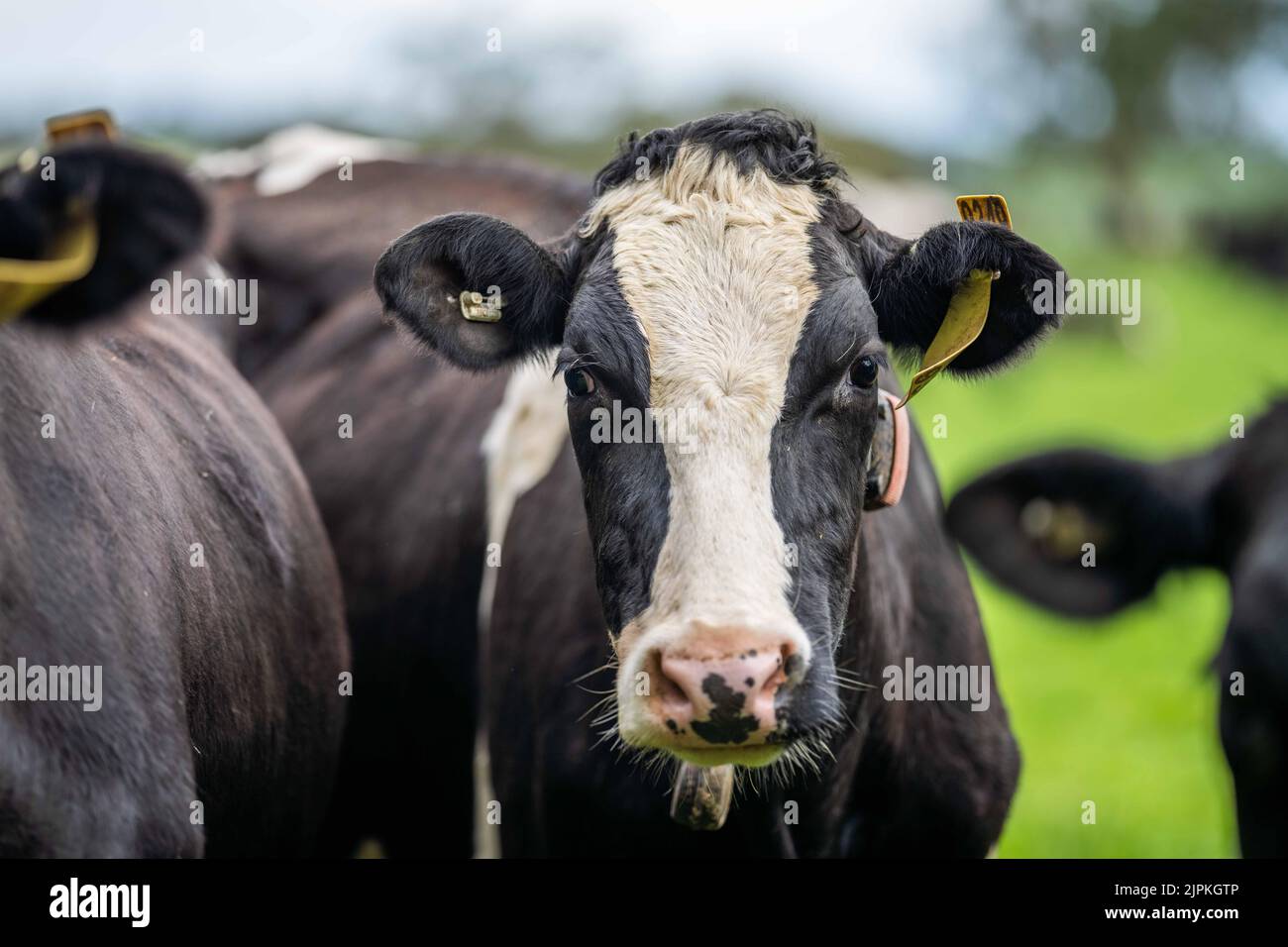 Beef cattle and cows in Australi Stock Photo - Alamy