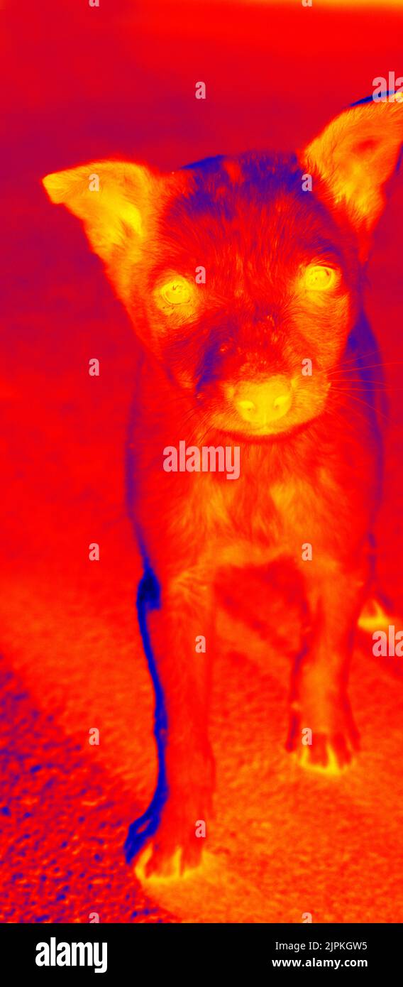 Stray dog on ground. Scanning the animal's body temperature with a ...