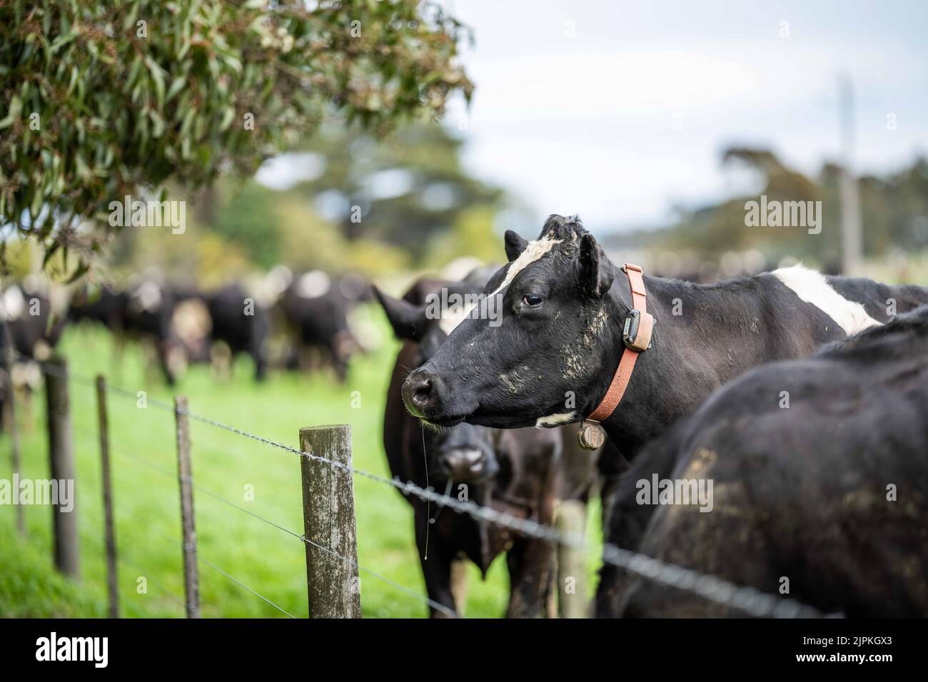Beef cattle and cows in Australi Stock Photo - Alamy