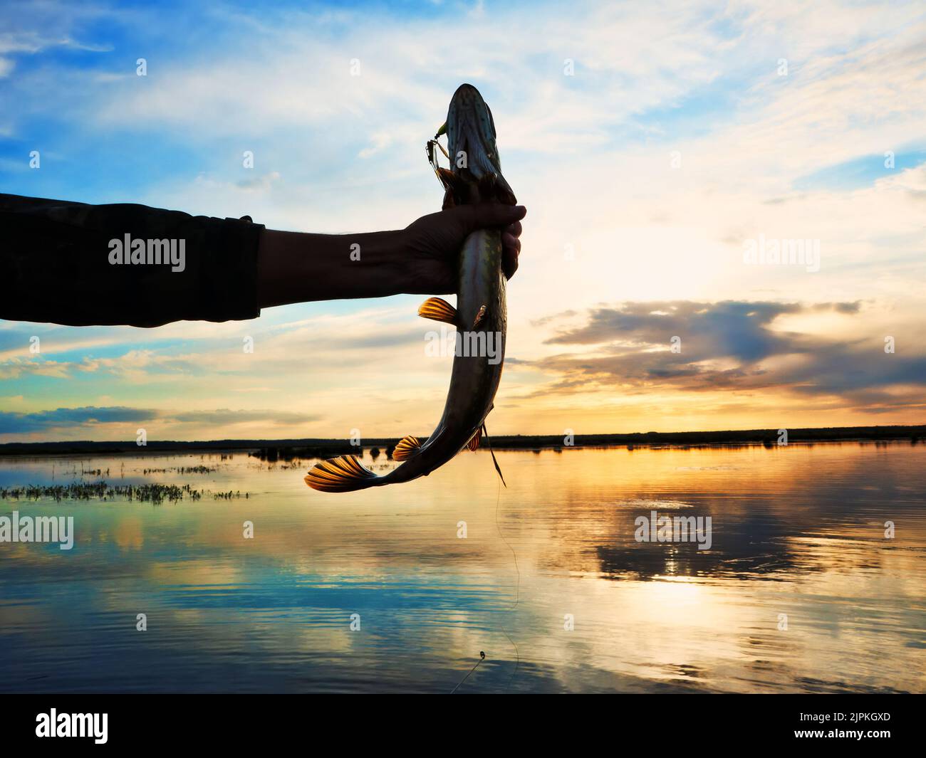 Fishing at sunset. Catching predatory fish on spinning. Sunset colors ...