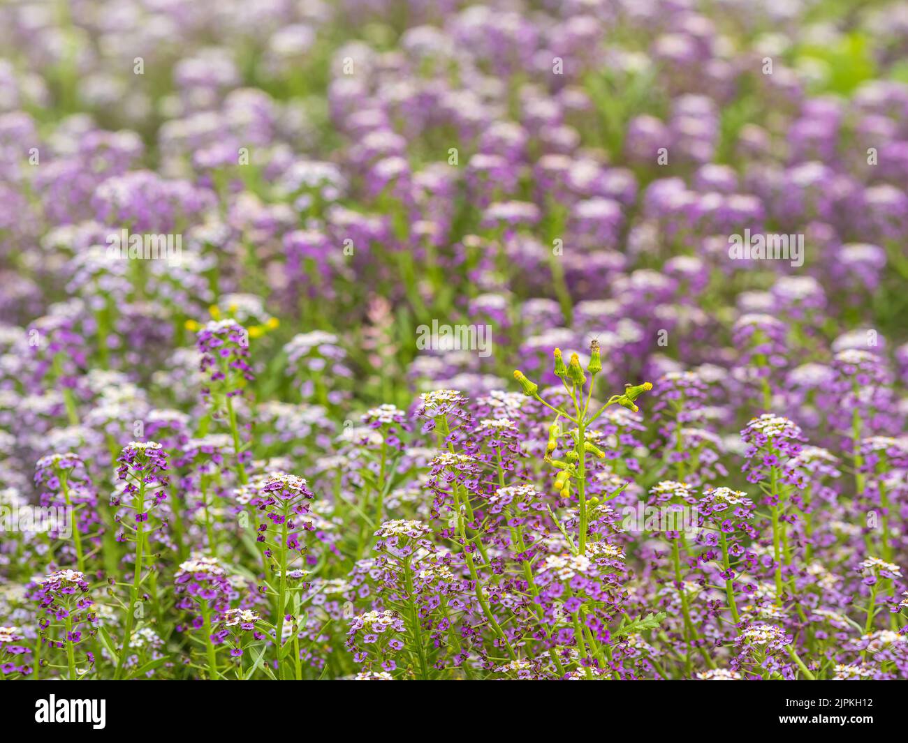 Dainty purple and white flowers of Lobularia maritima Alyssum maritimum ...