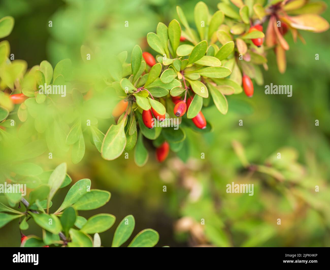 Branches of a barberry Bush with ripe red barberry berries Branches ...
