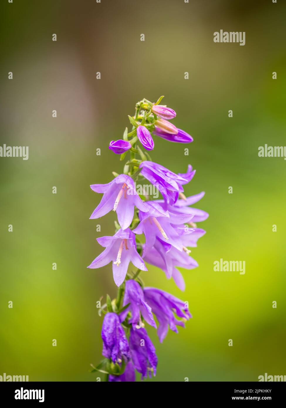 Campanula rapunculoides, creeping bellflower, or rampion bellflower, is ...