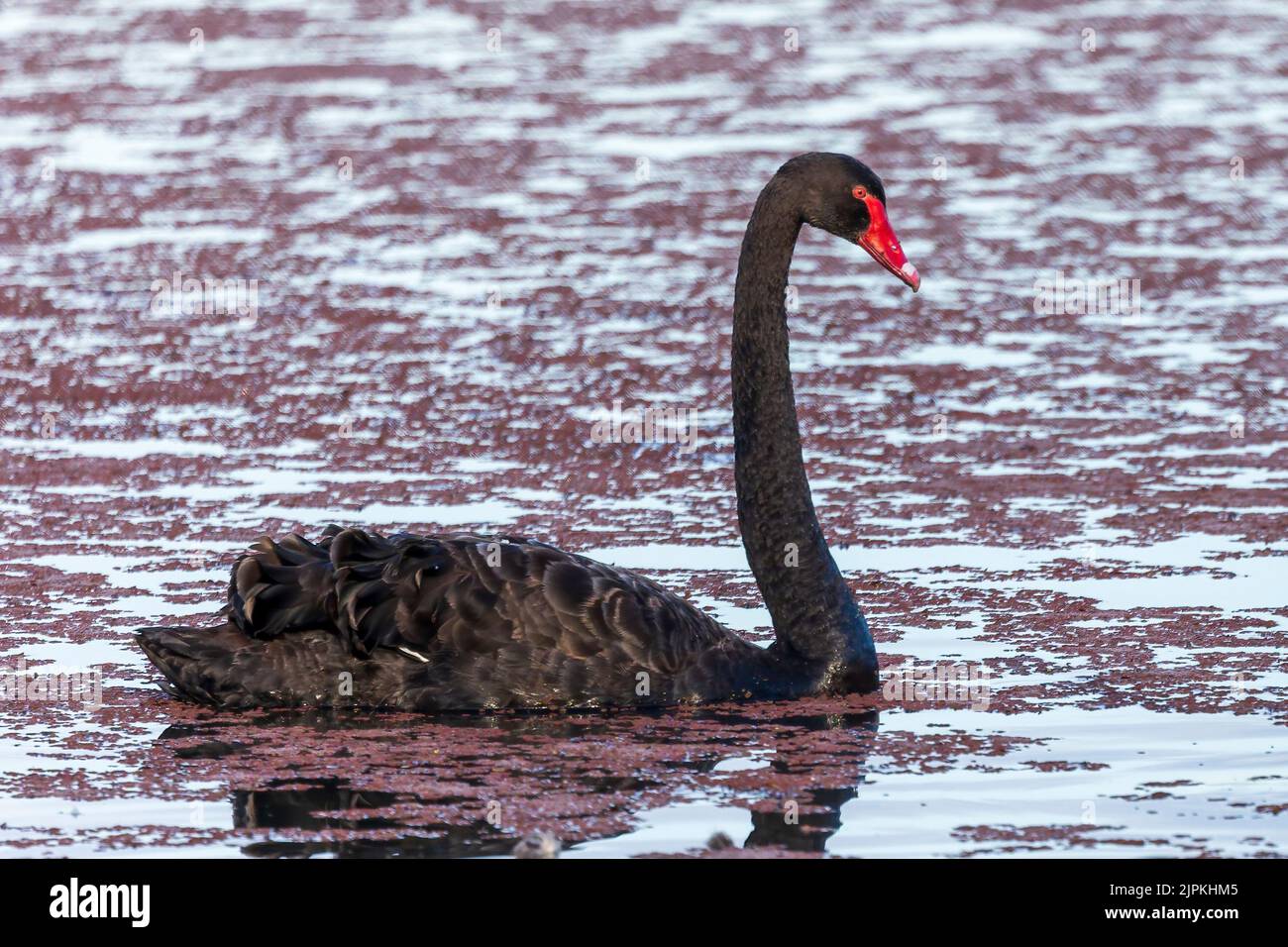 The Black Swan (Cygnus atratus) is a large Australian waterbird with ...