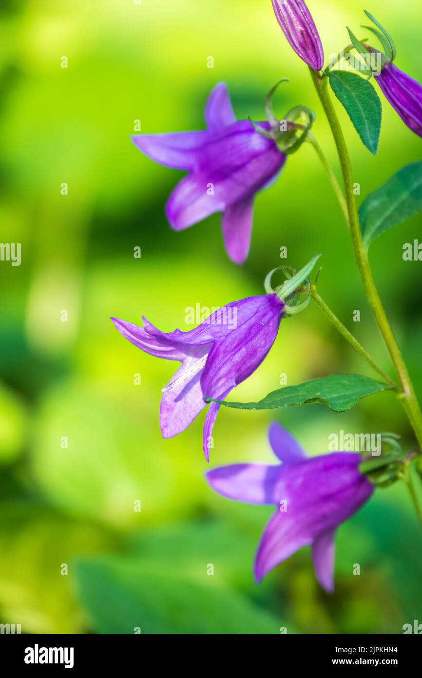 Campanula rapunculoides, creeping bellflower, or rampion bellflower, is ...