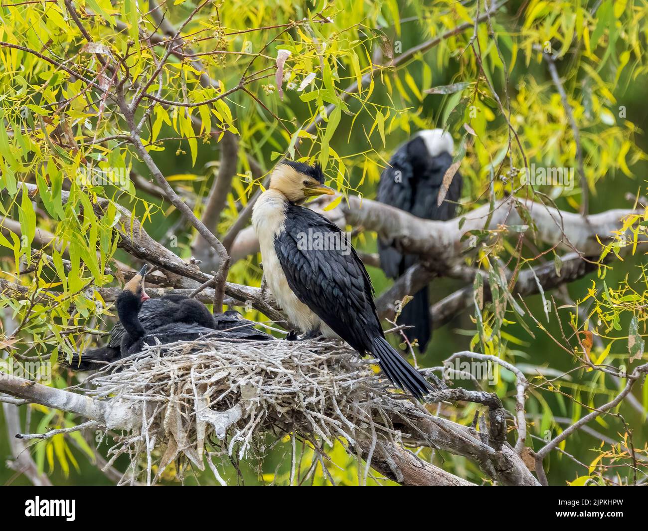 An adult Little Pied Cormorant (Microcarbo melanoleucos) attending to ...