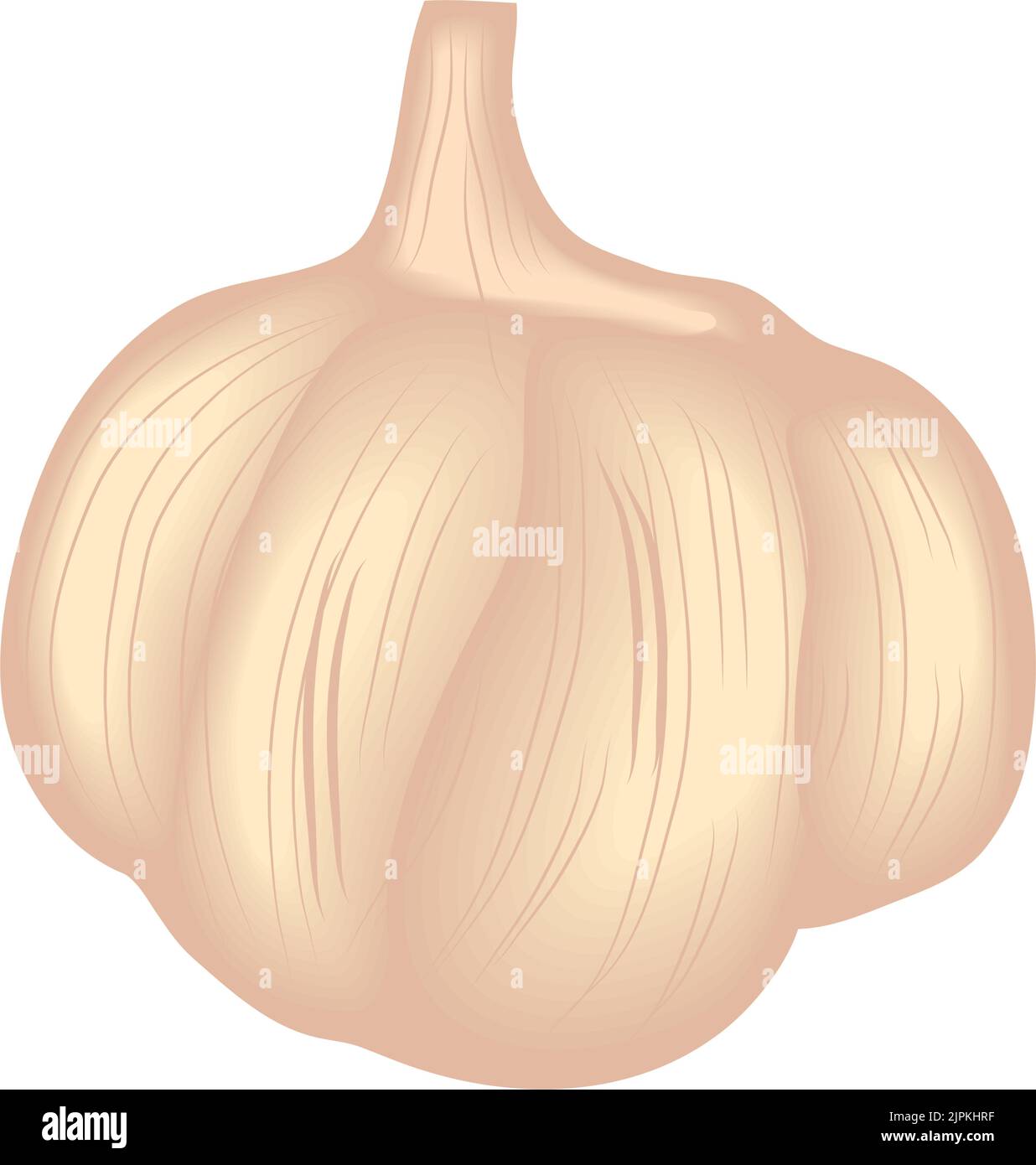 realistic vegetable garlic Stock Vector Image & Art - Alamy
