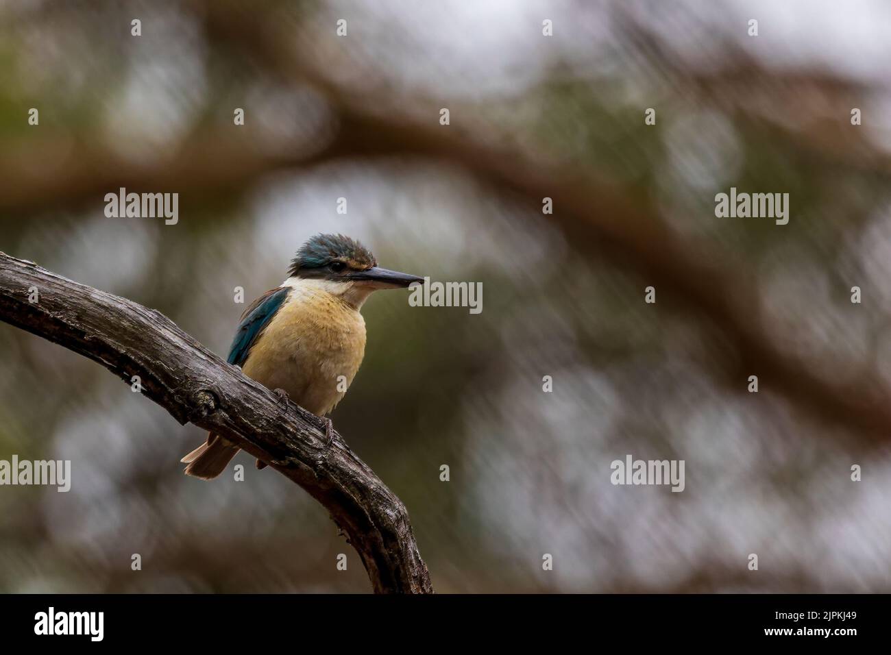 A Sacred Kingfisher (Todiramphus sanctus)perched on a branch Stock ...