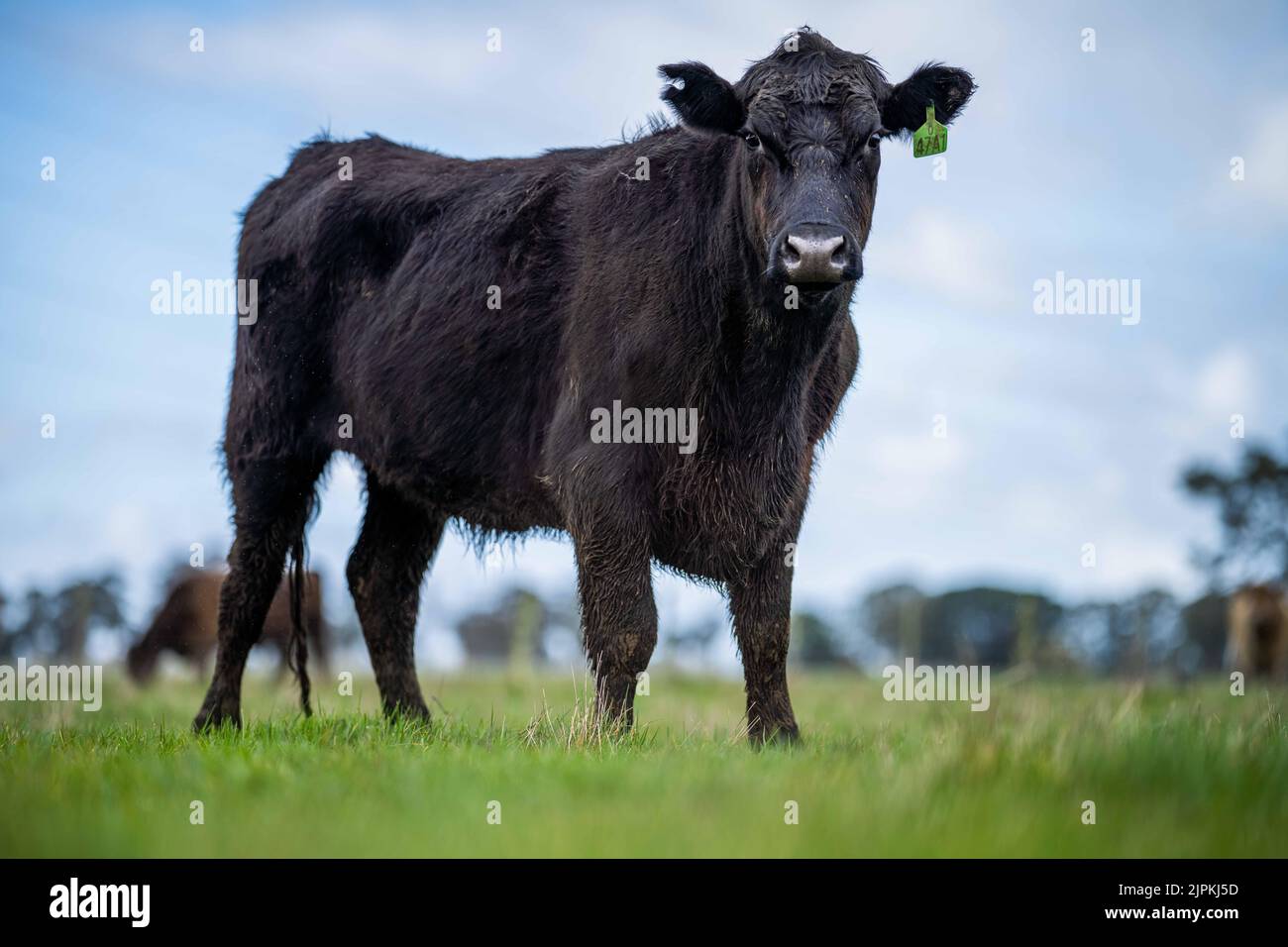 Beef cattle and cows in Australi Stock Photo - Alamy