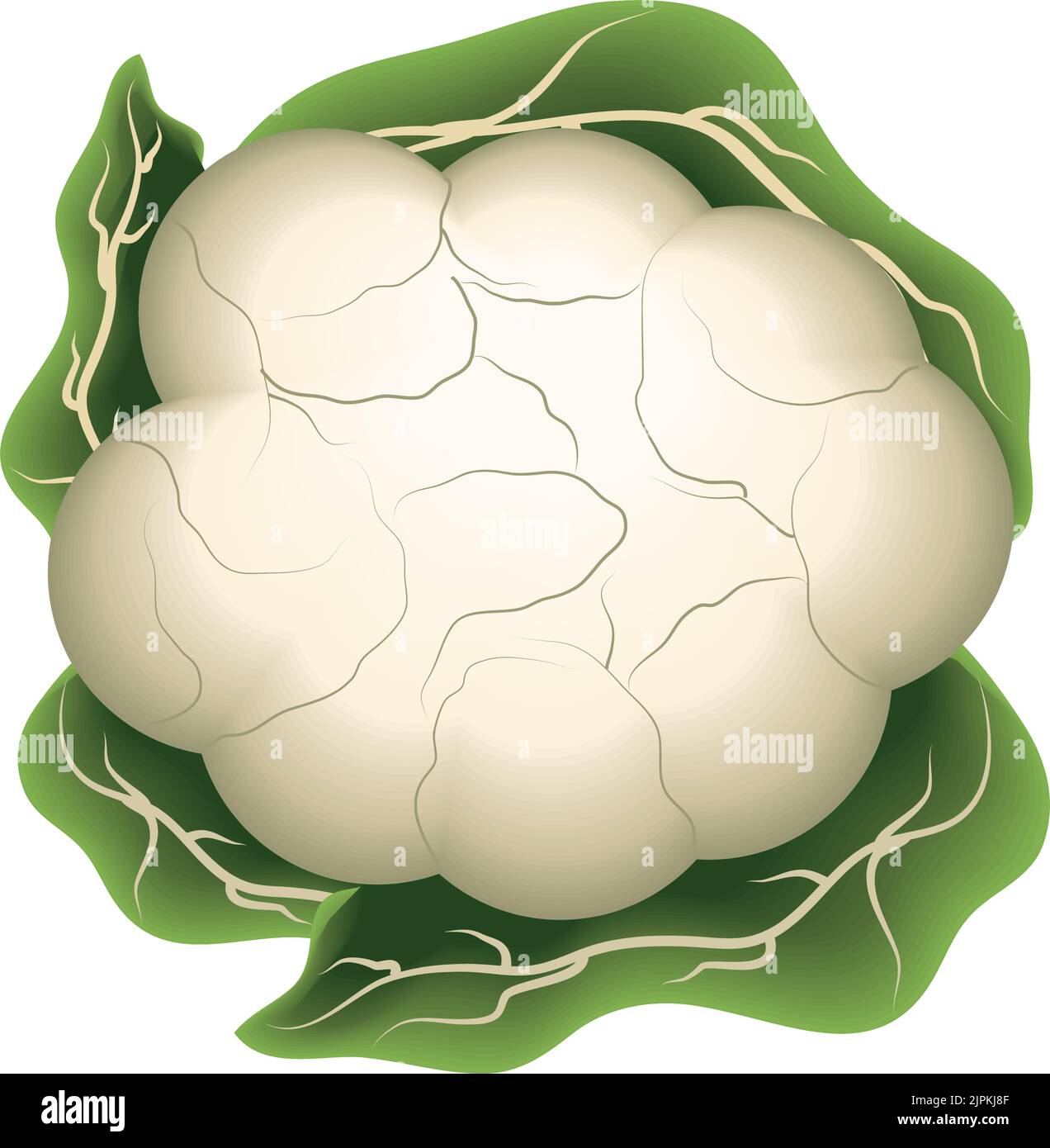 realistic vegetable cauliflower Stock Vector Image & Art - Alamy