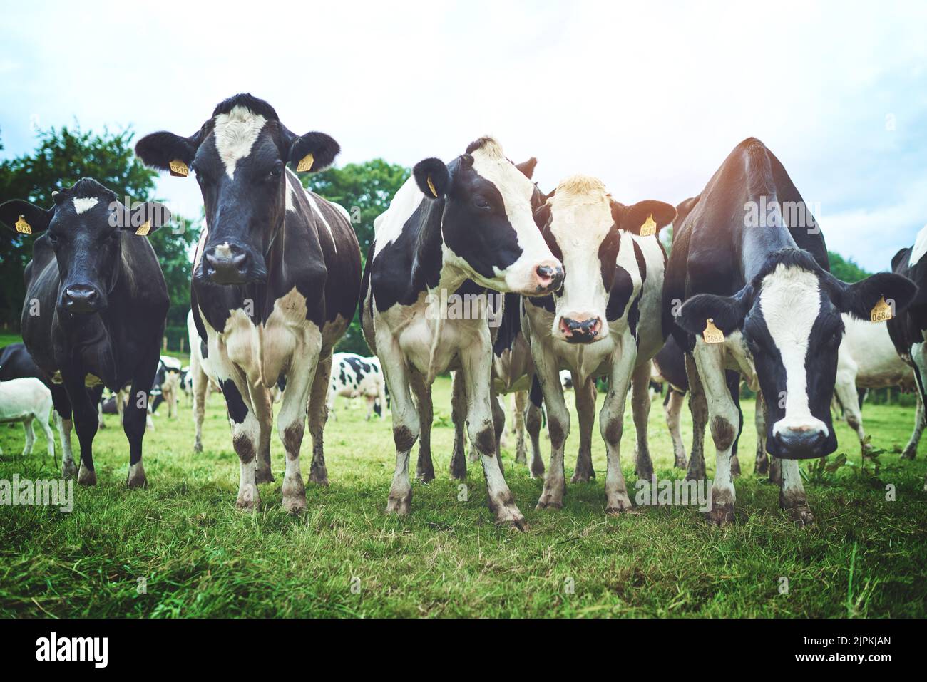 An udder day, an udder grazing session. a herd of cattle on a dairy ...