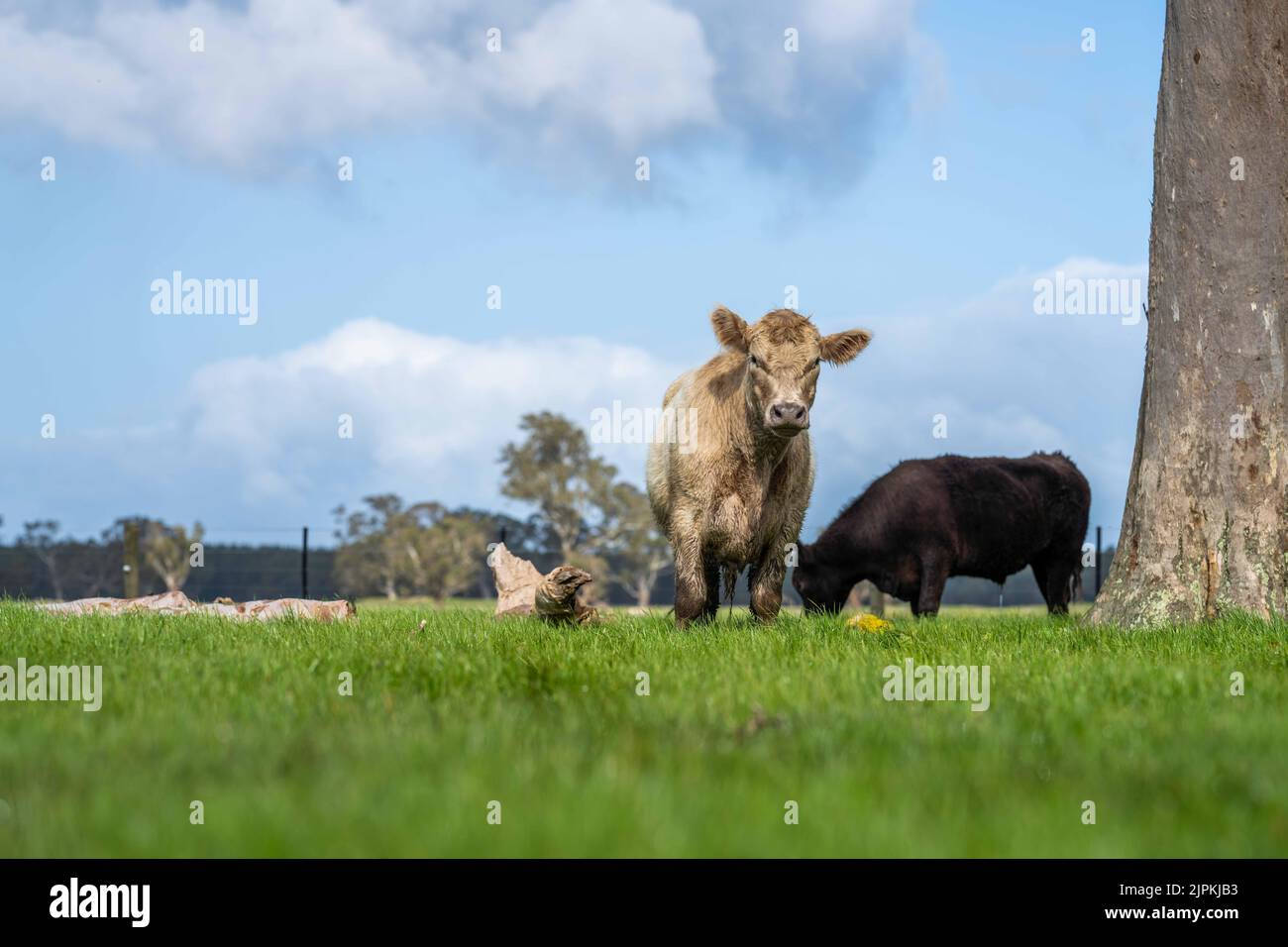 Beef cattle and cows in Australi Stock Photo - Alamy