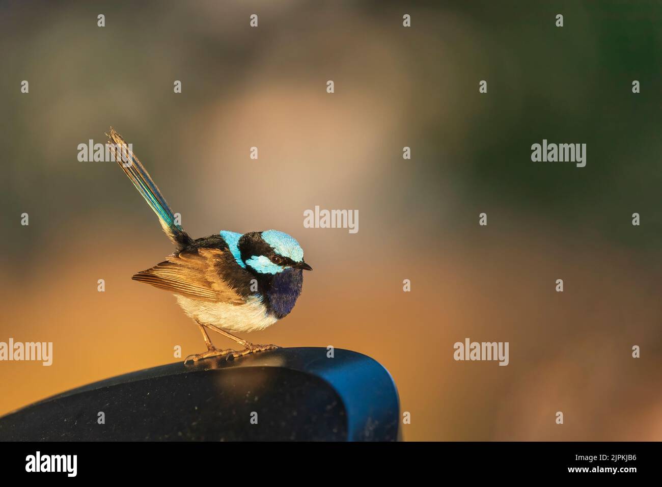 An adult male Superb Fairywren (Malurus cyaneus) in its rich blue and ...