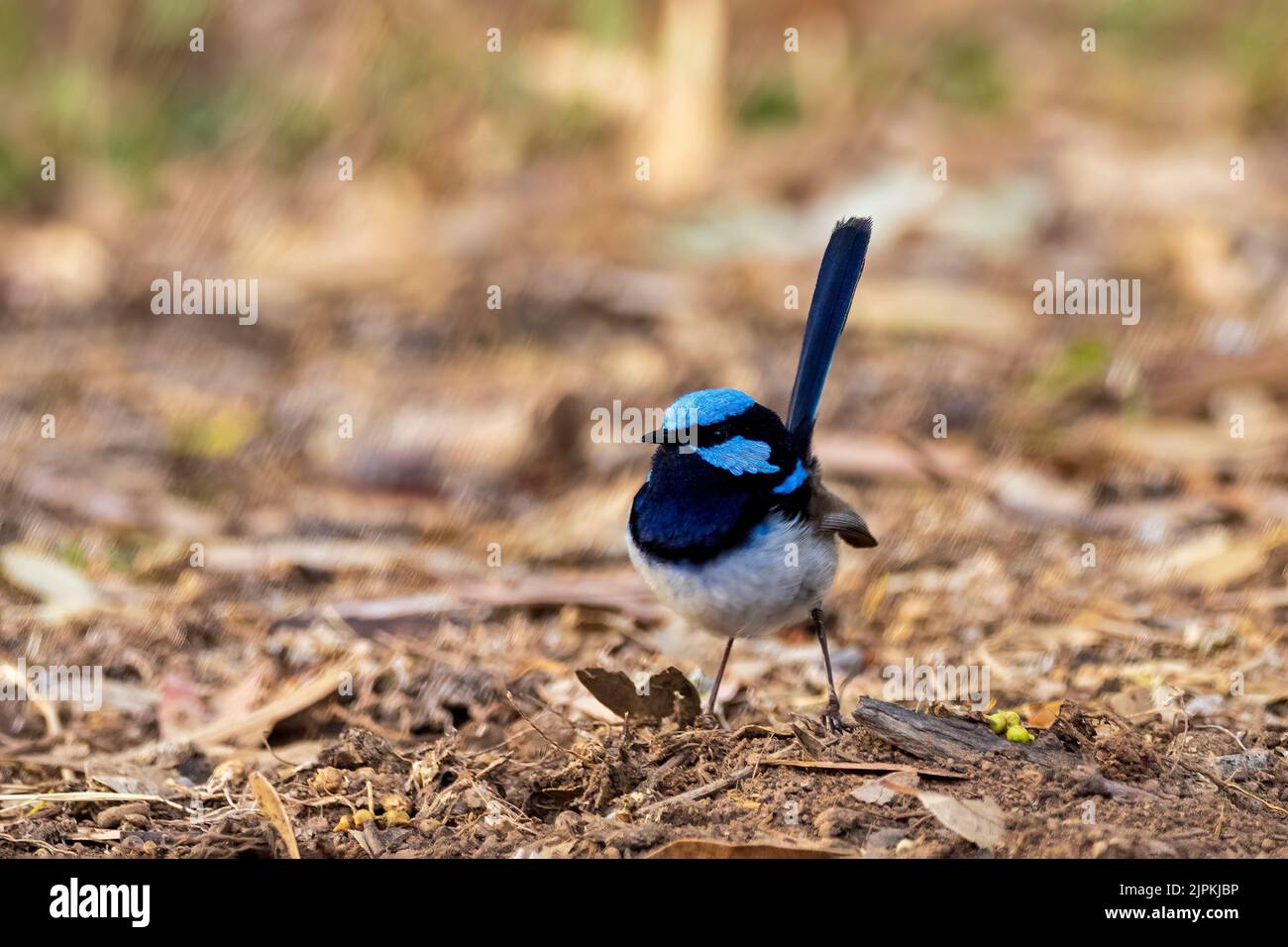 An adult male Superb Fairywren (Malurus cyaneus) in its rich blue and ...