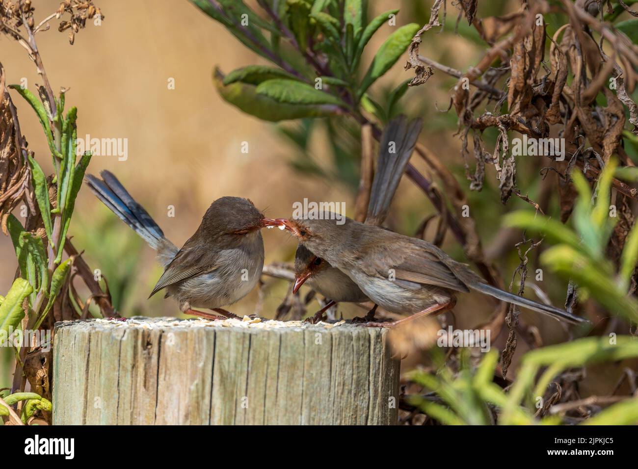 An adult female Superb Fairywren (Malurus cyaneus) feeding a juvenile ...