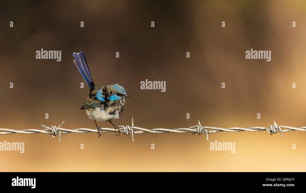 An adult male Superb Fairywren (Malurus cyaneus) in its rich blue and ...