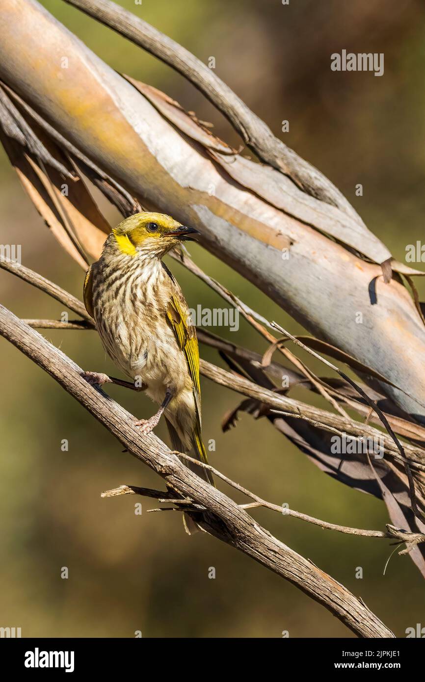 The Yellow-plumed Honeyeater (Lichenostomus ornatus) is a medium-sized ...