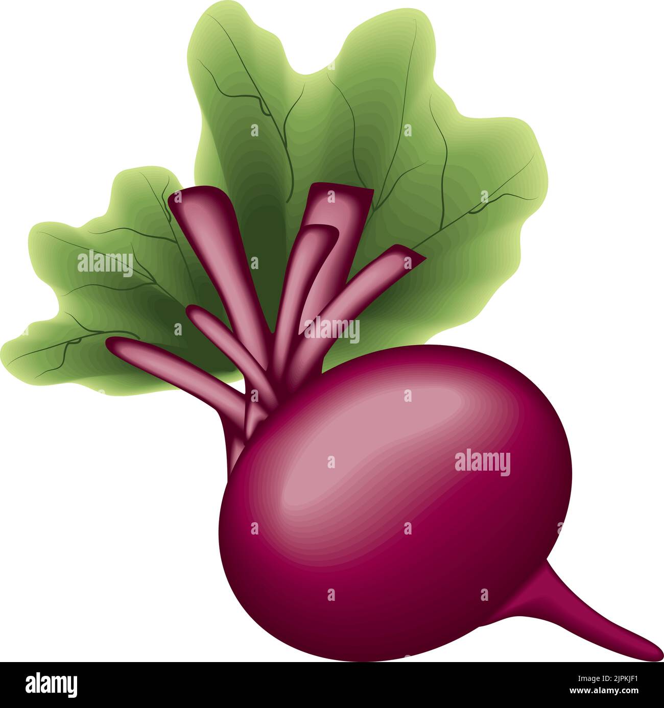 realistic vegetable radish Stock Vector Image & Art - Alamy