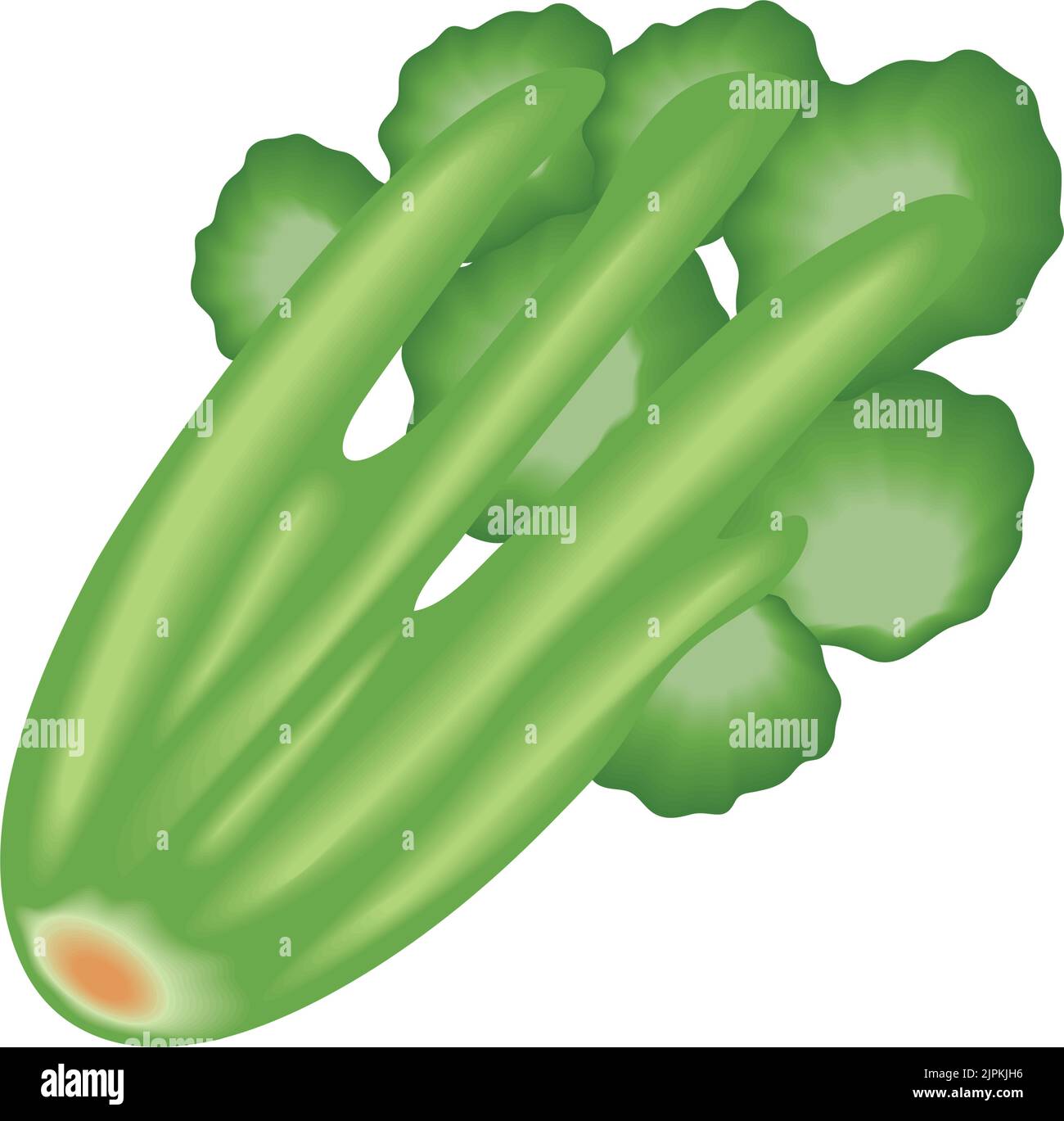 realistic vegetable celery Stock Vector Image & Art - Alamy