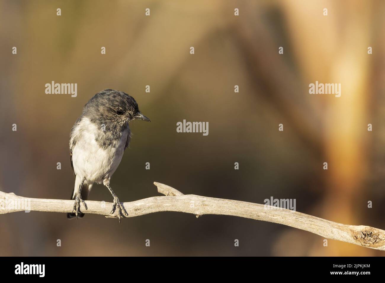 A female Hooded Robin (Melanodryas cucullata) perched on a branch Stock ...