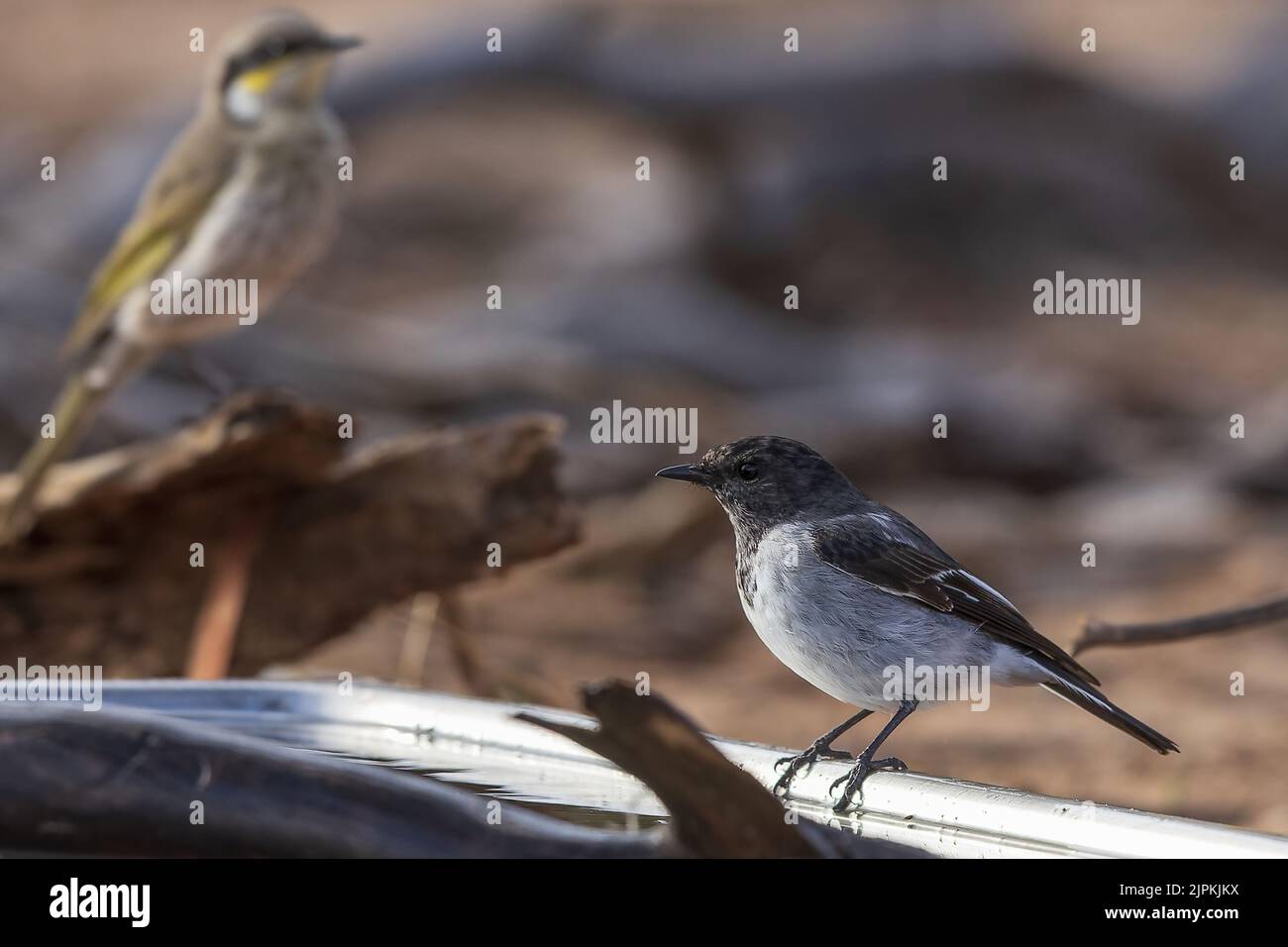 A female Hooded Robin (Melanodryas cucullata) perched on a branch Stock ...