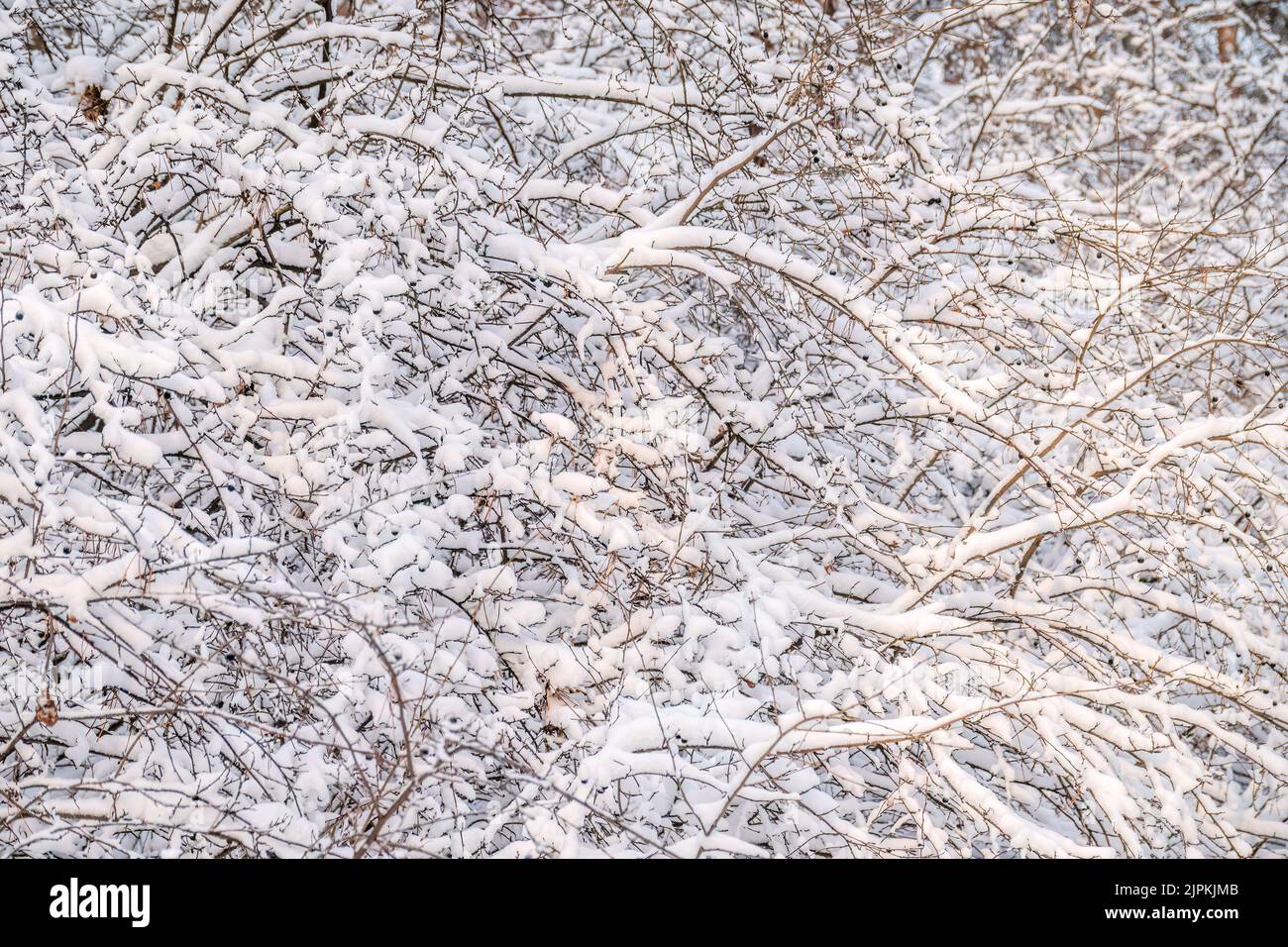 Tree branches in winter covered with snow and frost in snowfall. Frozen ...
