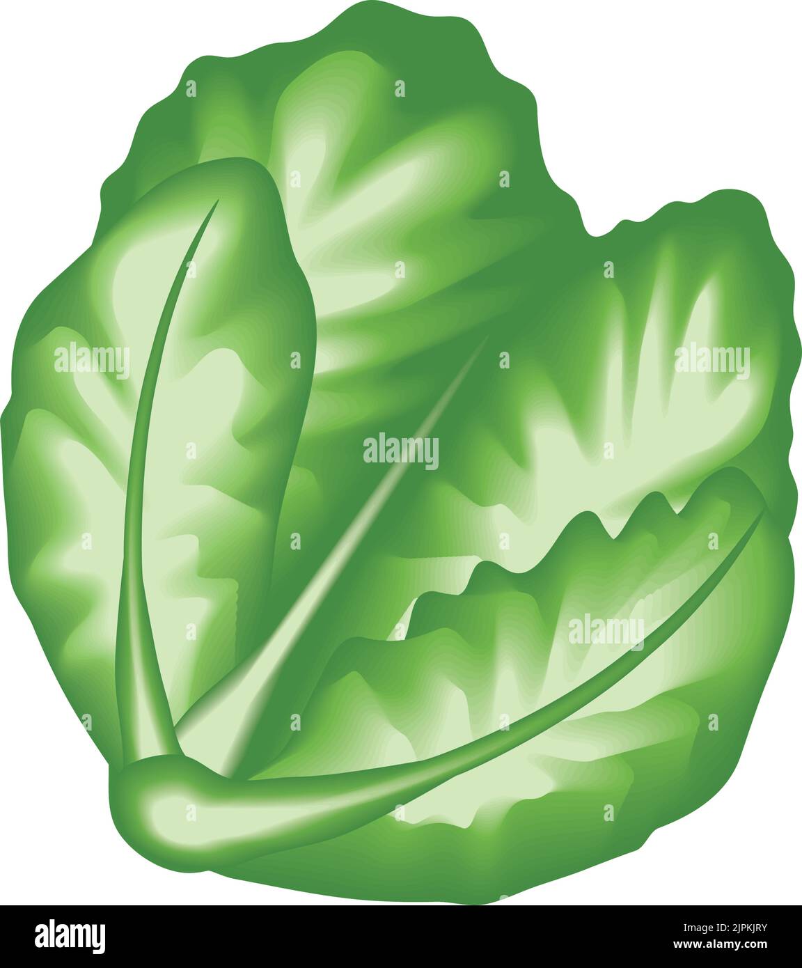 realistic vegetable lettuce Stock Vector Image & Art - Alamy