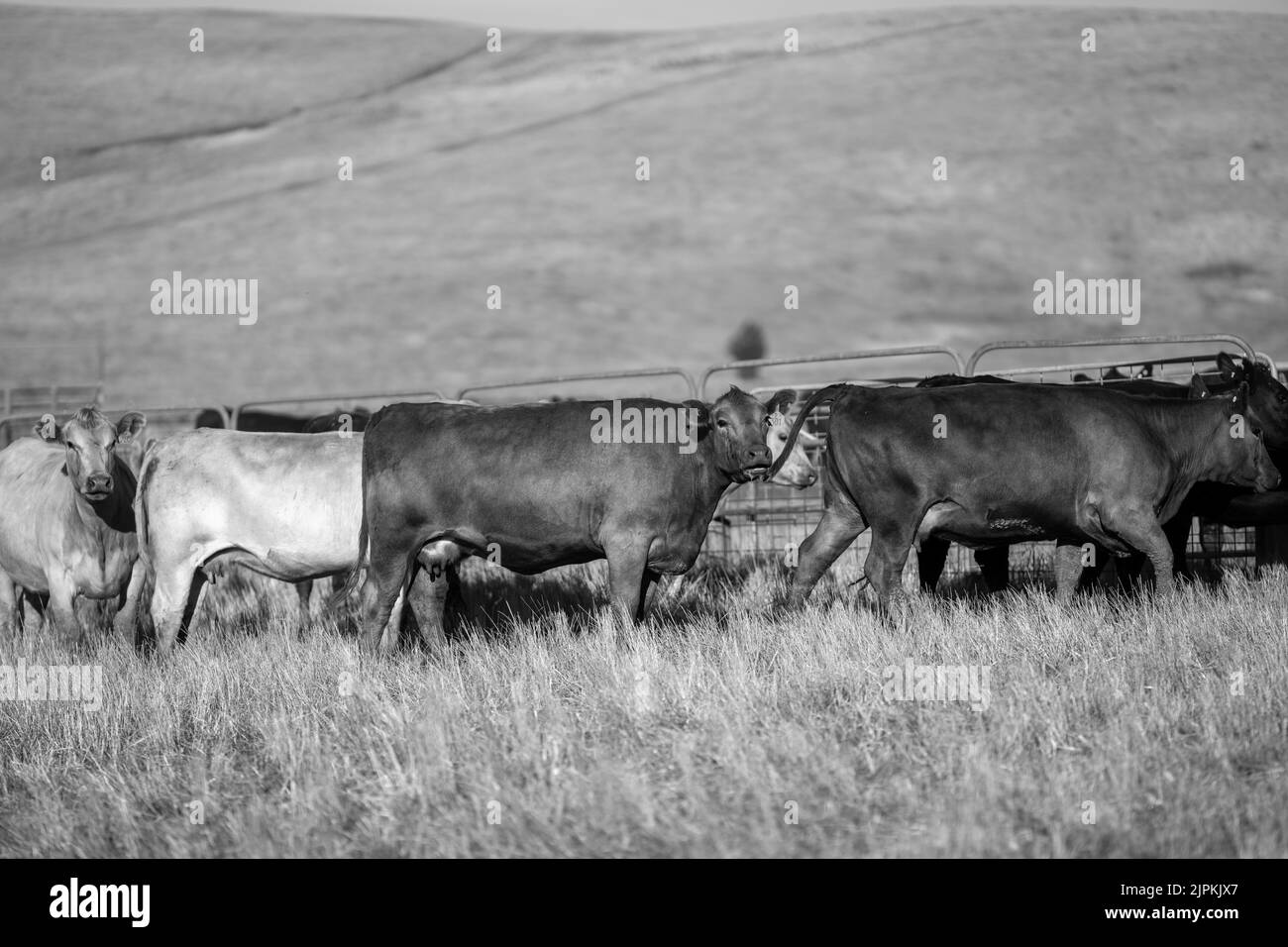 Beef cattle and cows in Australi Stock Photo - Alamy