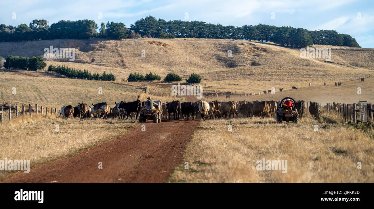 Beef cattle and cows in Australi Stock Photo - Alamy