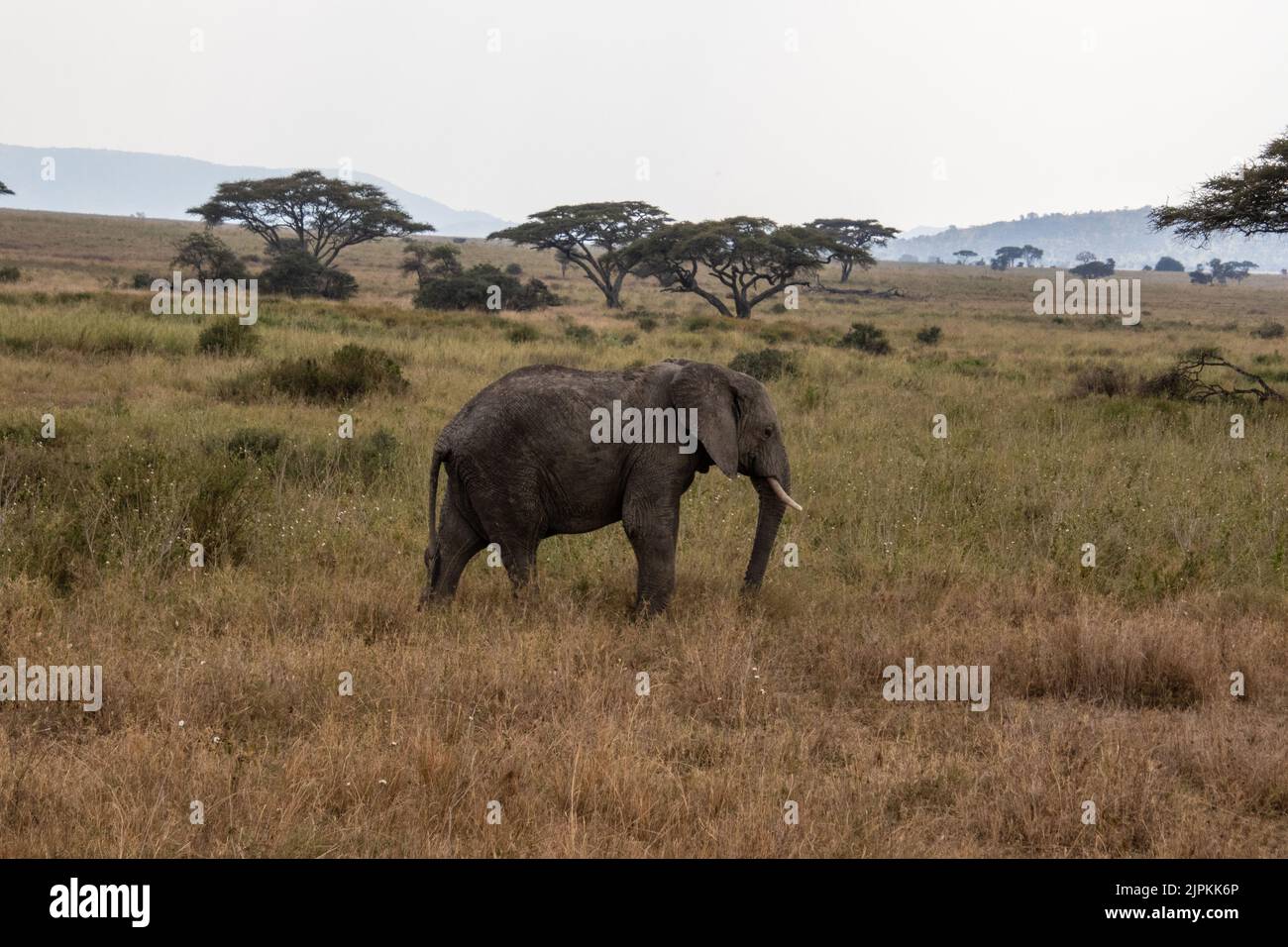 Elephant with trees hi-res stock photography and images - Alamy