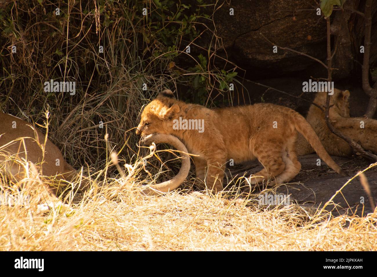 A lion cub playing with another lions tail in the sun Stock Photo - Alamy