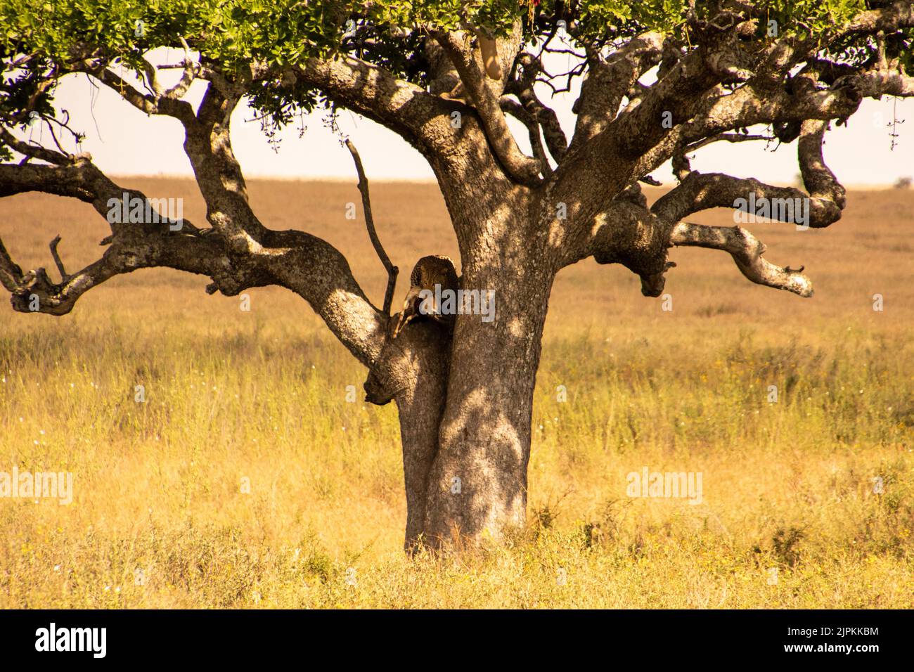 A leopard with a killed antelope climbing down from a tree surrounded ...