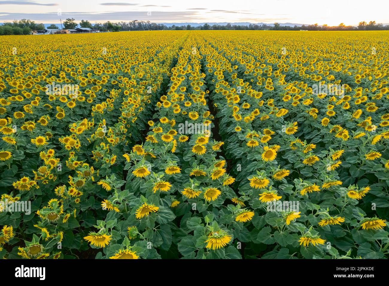 Sunflower Field in Northern California Stock Photo - Alamy