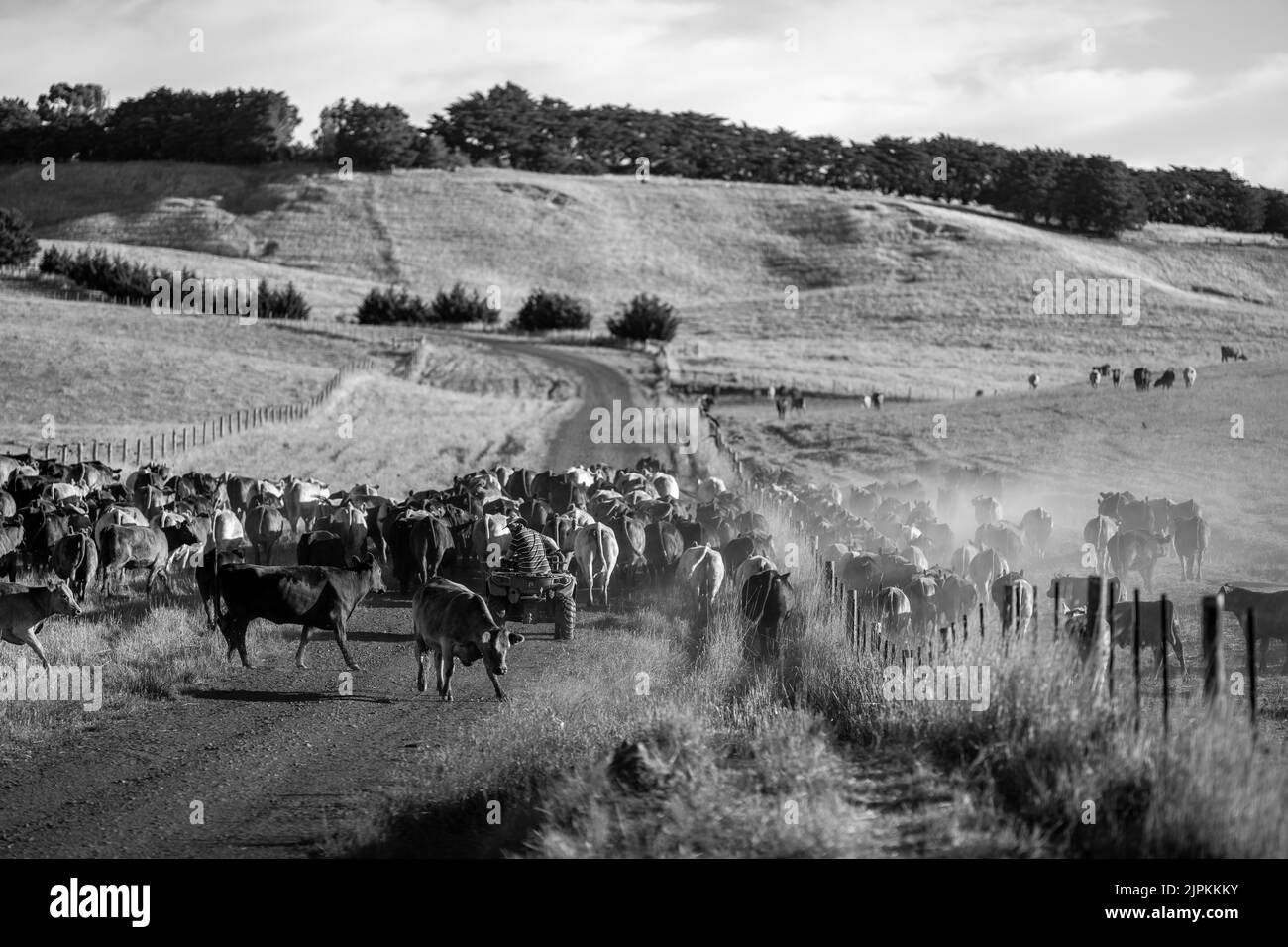 Beef cattle and cows in Australi Stock Photo - Alamy