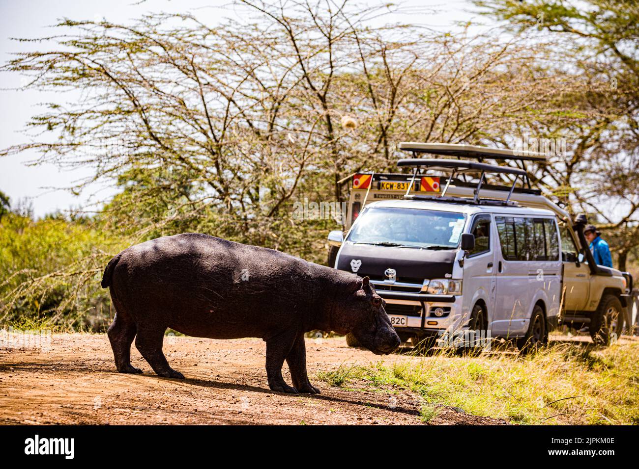 Hippopotamus strolling around tourist landcruiser tourist Nissan Toyota ...
