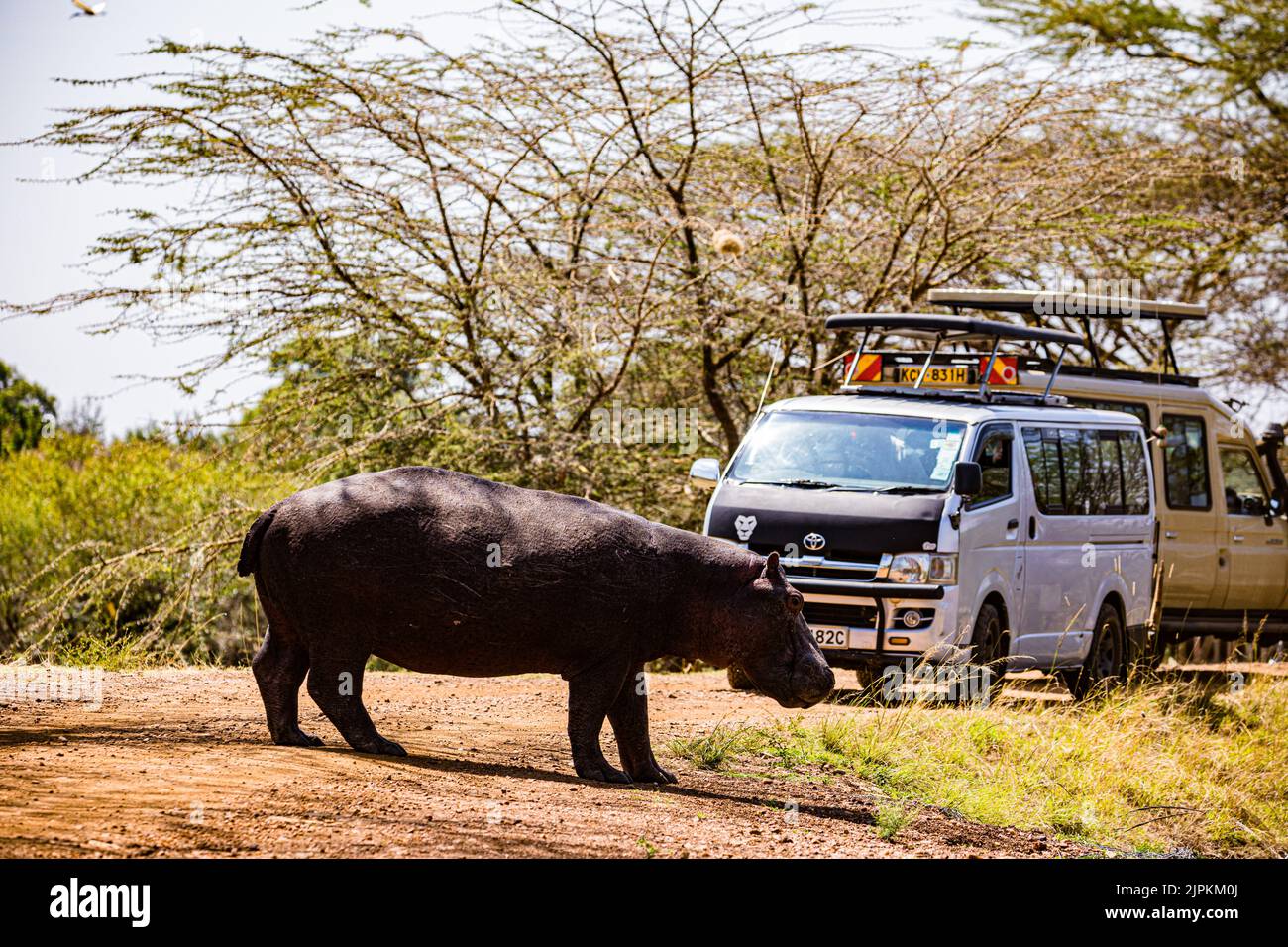 Hippopotamus strolling around tourist landcruiser tourist Nissan Toyota ...