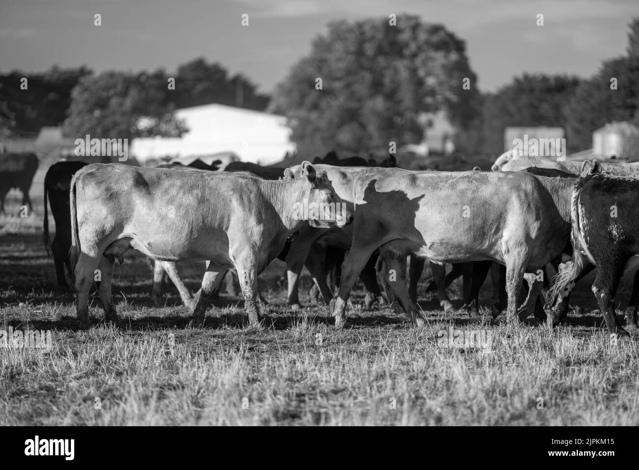 Beef cattle and cows in Australi Stock Photo - Alamy