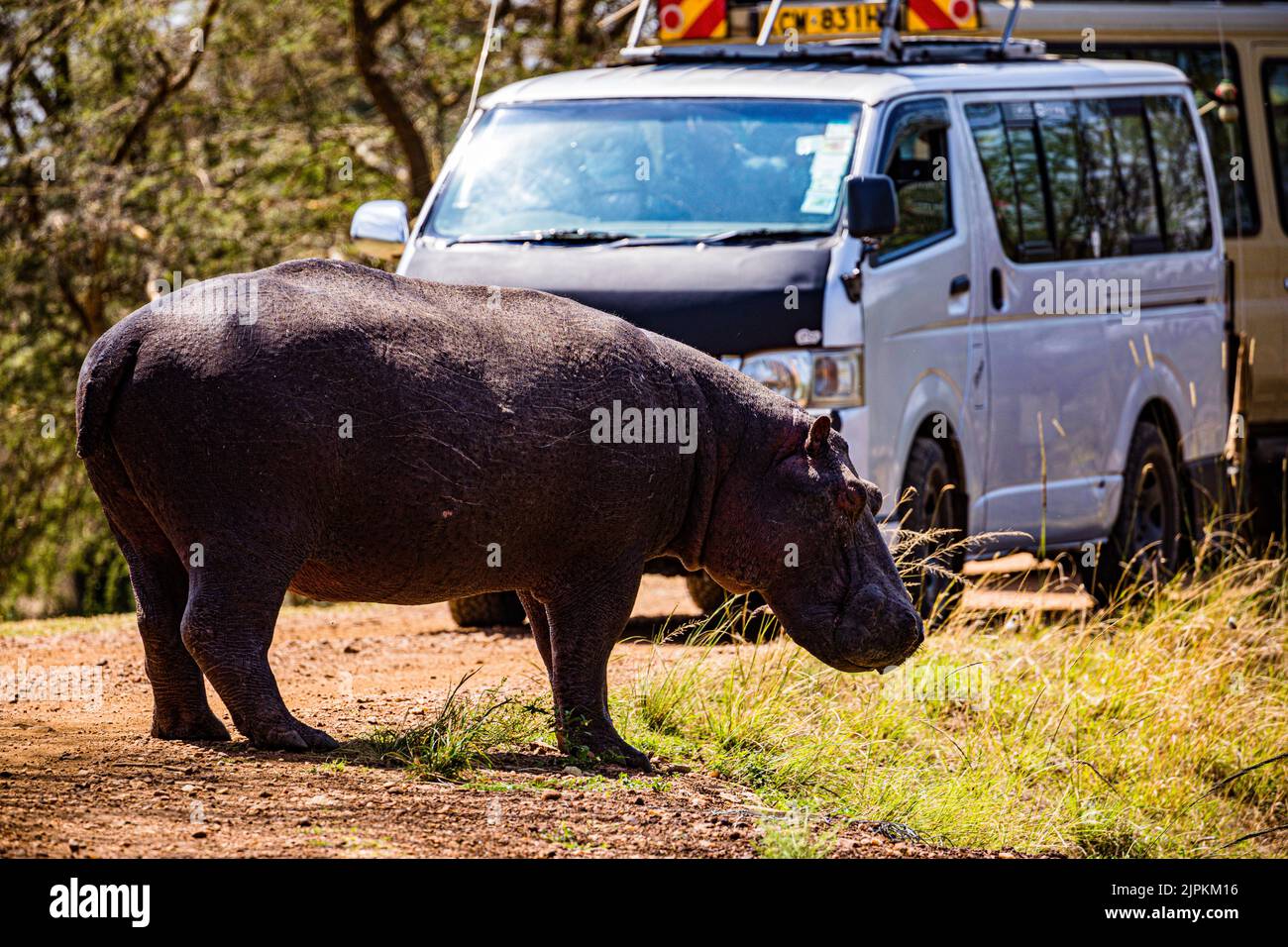 Hippopotamus strolling around tourist landcruiser tourist Nissan Toyota ...