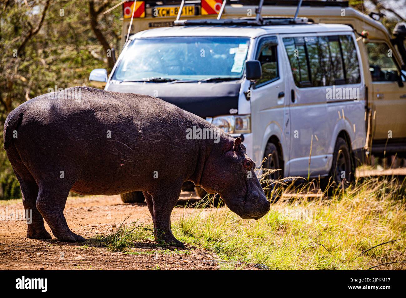 Hippopotamus strolling around tourist landcruiser tourist Nissan Toyota ...
