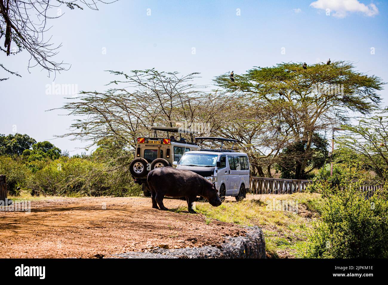 Hippopotamus strolling around tourist landcruiser tourist Nissan Toyota ...