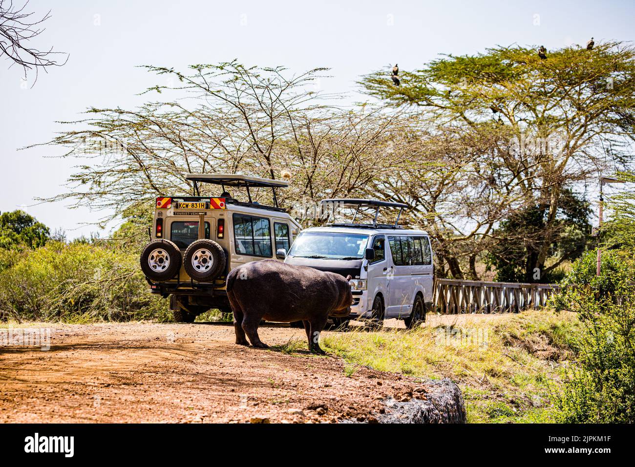 Hippopotamus strolling around tourist landcruiser tourist Nissan Toyota ...