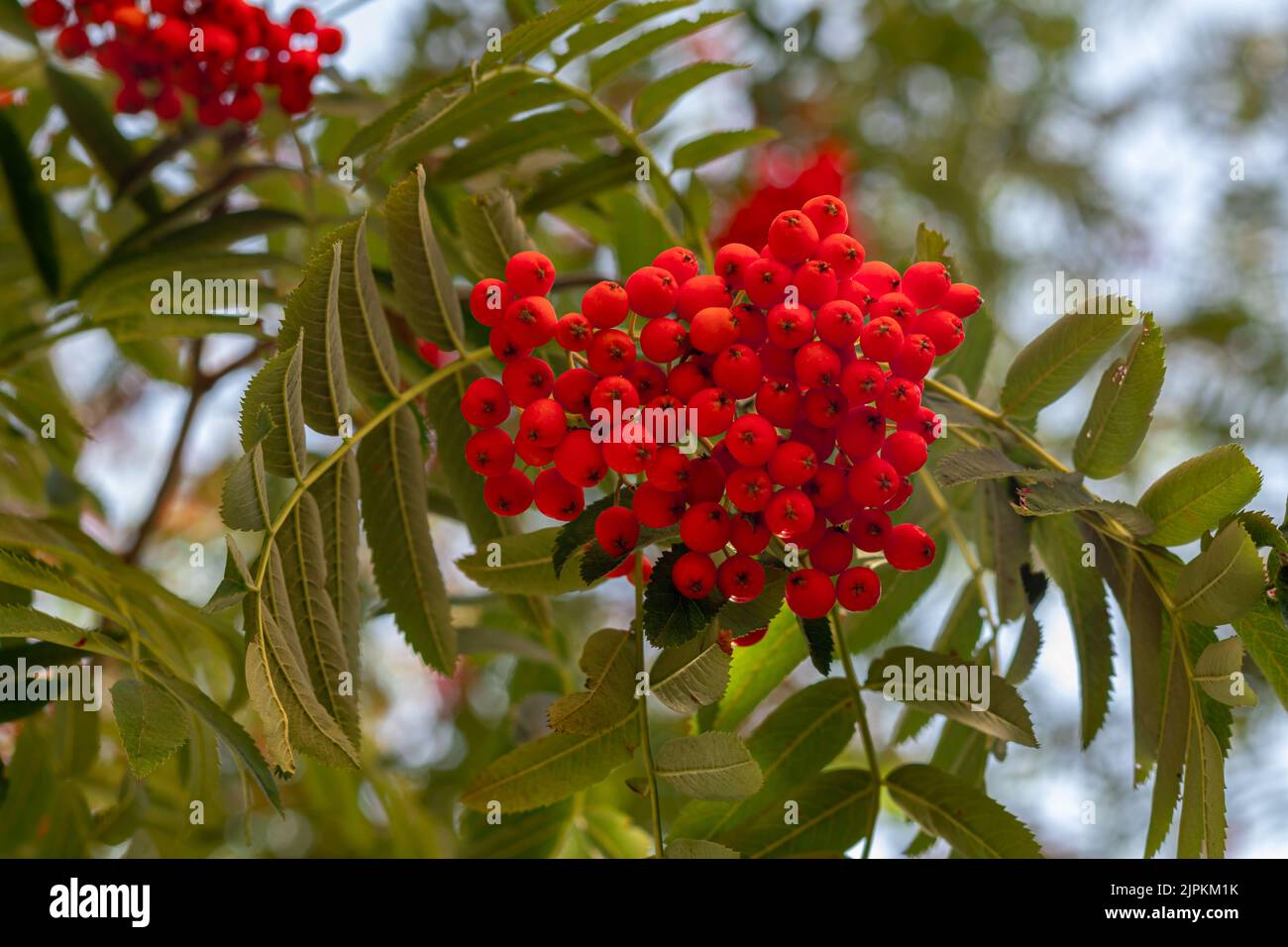 Red rowan berries on a tree branch with green leaves in nature. Sorbus ...