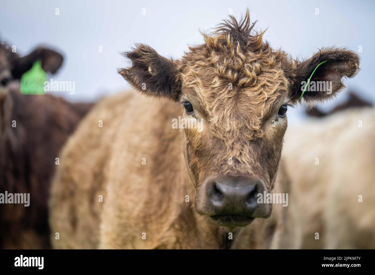 Beef cattle and cows in Australi Stock Photo - Alamy