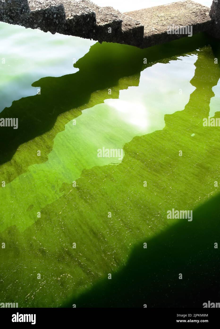 The green sea is formed by the abundance of microscopic algae after the ...