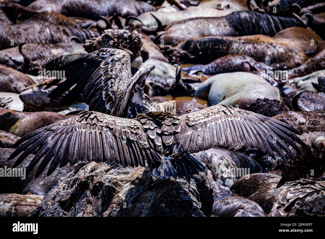 A vulture is a bird of prey that scavenges on carrion. There are 23 ...